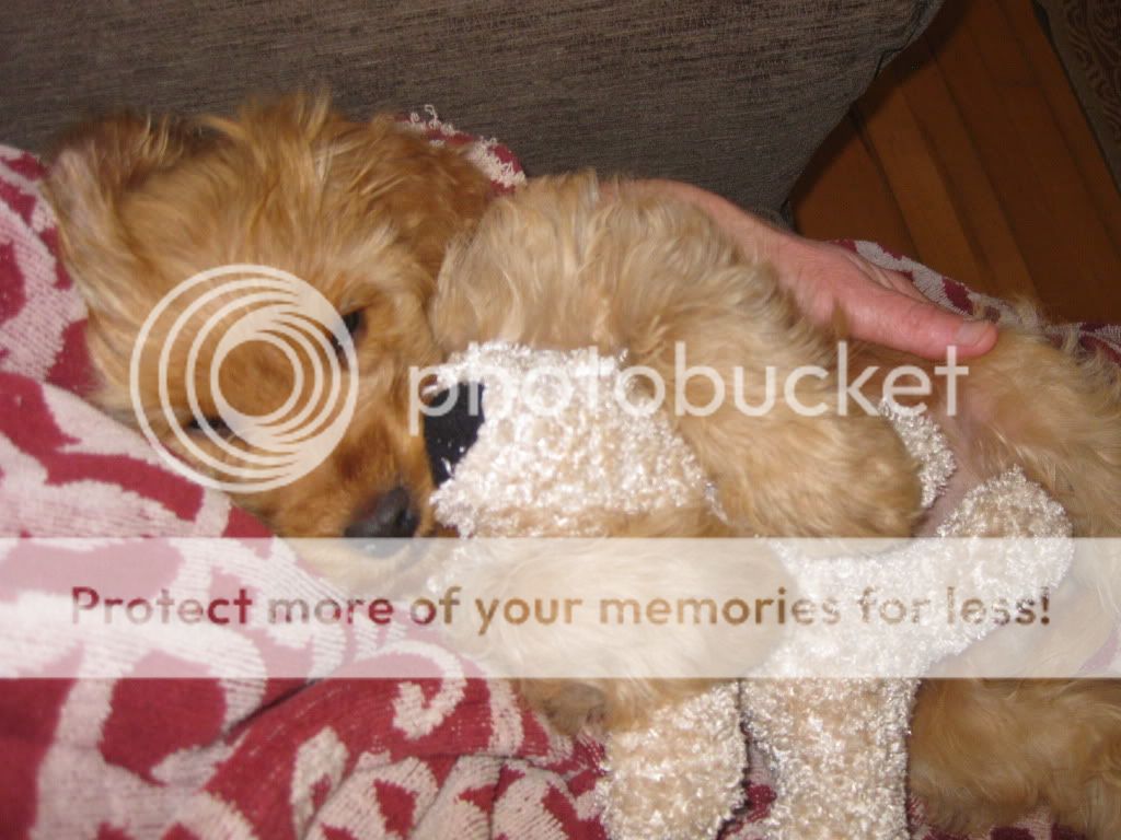 Throwback Thursday | I Love My Cockapoo Forums